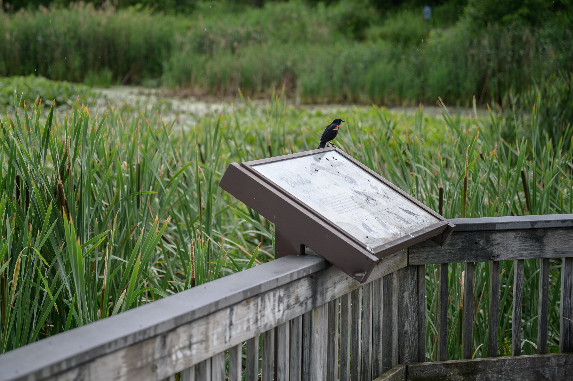 THE LAND REMEMBERS // HEINZ NATIONAL WILDLIFE REFUGE – TrailOff